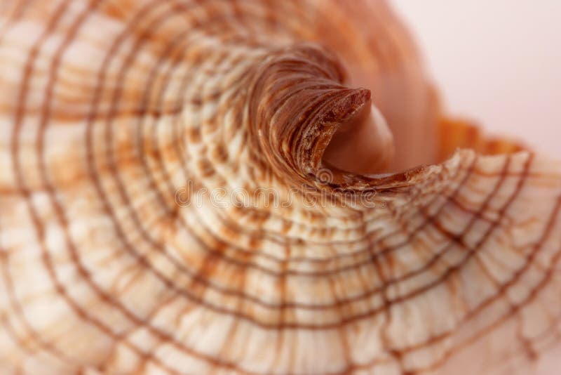 White with Brown Spots Seashell with Spiral, Macro, Close-up, Isolate ...