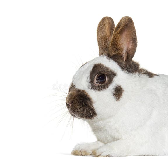 White and Brown Spotted Rabbit Isolated on White Stock Image - Image of ...