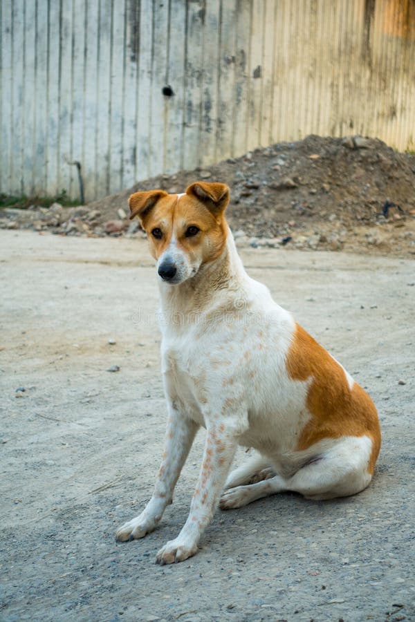 A White and Brown Stray Dog Sitting on a Concrete Road in India Stock ...