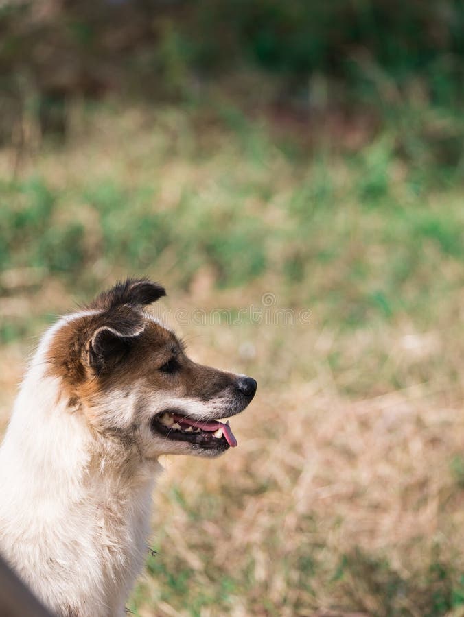 Stray Dog With Smiling Face Is Laying Down On Street Stock Photo ...