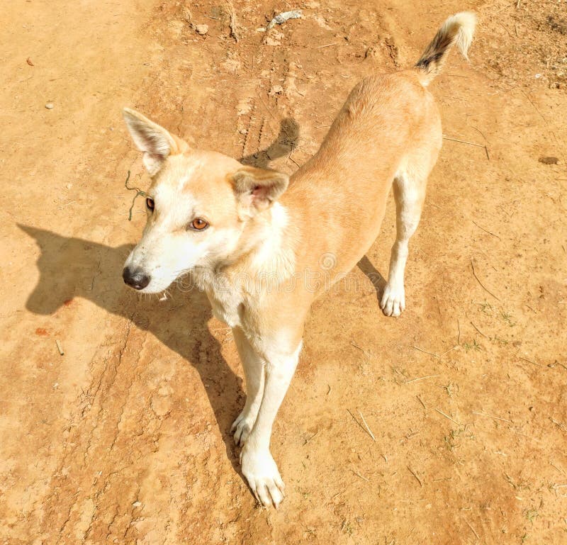 White Brown Street Dog in Summer Stock Image - Image of brown, white ...