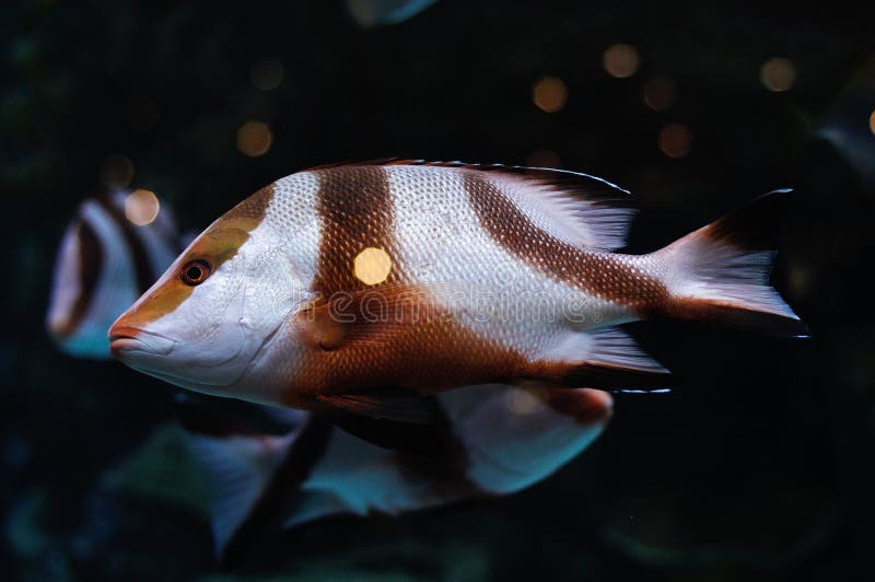 White and Brown Striped Fish in Salwater Aquarium Stock Image - Image ...