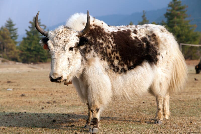 White And Brown Yak Isolated On White Background Stock Photo - Image of ...