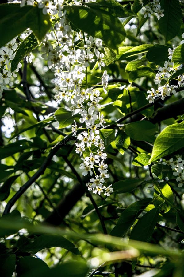 White Brushes of Cherry Blossoms on a Natural Spring Background Stock ...