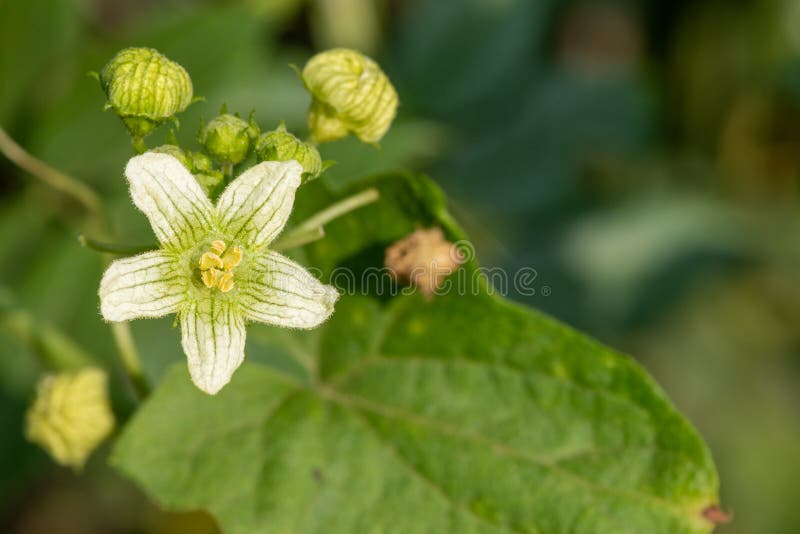 White Bryony Bryonia Alba Flower Stock Photo - Image of floral ...