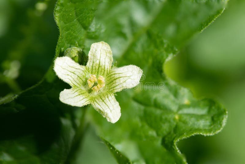 White Bryony Bryonia Alba Flower Stock Image - Image of flora, bryonia ...