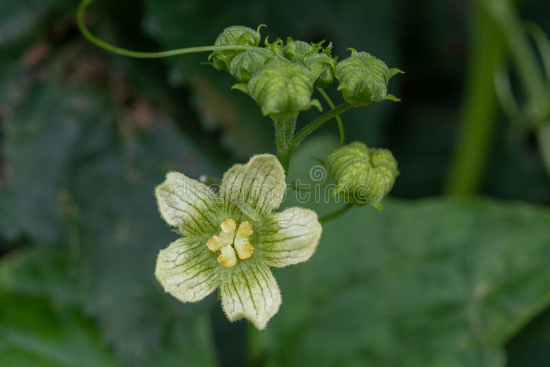White Bryony Bryonia Alba Flower Stock Image - Image of green ...