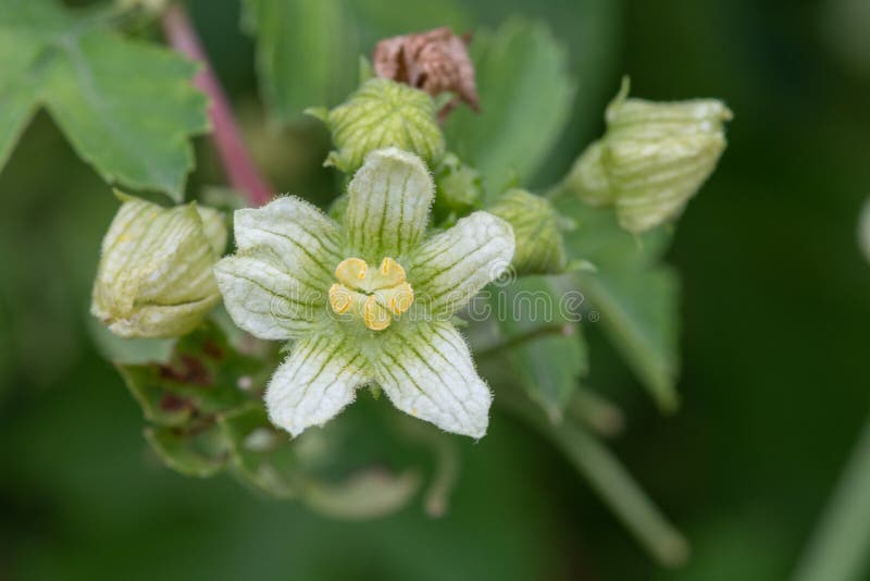 White Bryony Bryonia Alba Flower Stock Image - Image of head, mandrake ...