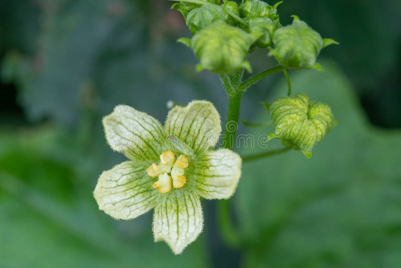 White Bryony Bryonia Alba Flower Stock Photo - Image of ladies, macro ...