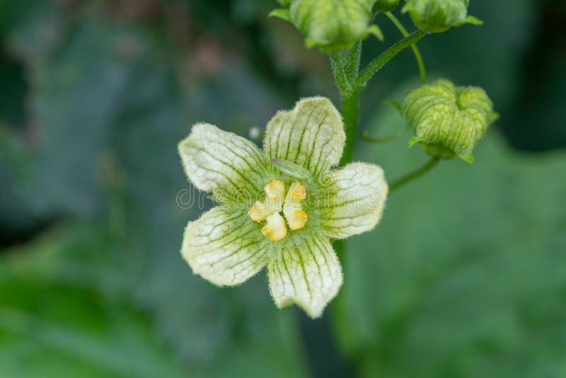 White Bryony Bryonia Alba Flower Stock Photo - Image of cucurbitaceae ...