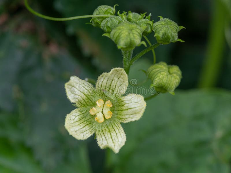 White Bryony Bryonia Alba Flower Stock Photo - Image of bryony, hops ...