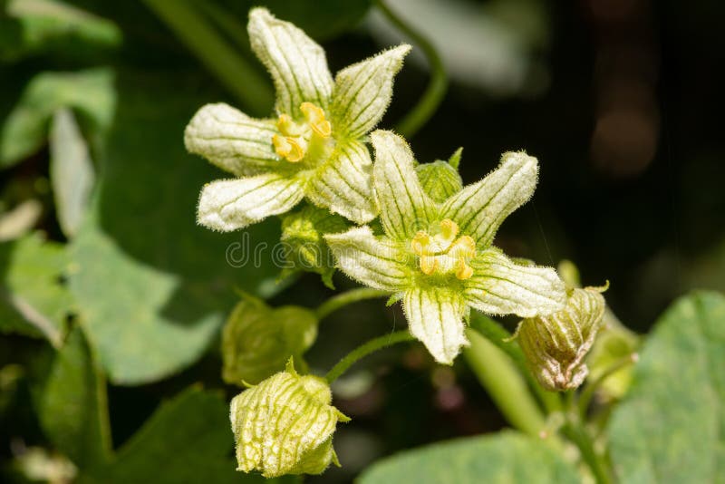 White Bryony Bryonia Alba Flower Stock Image - Image of green ...