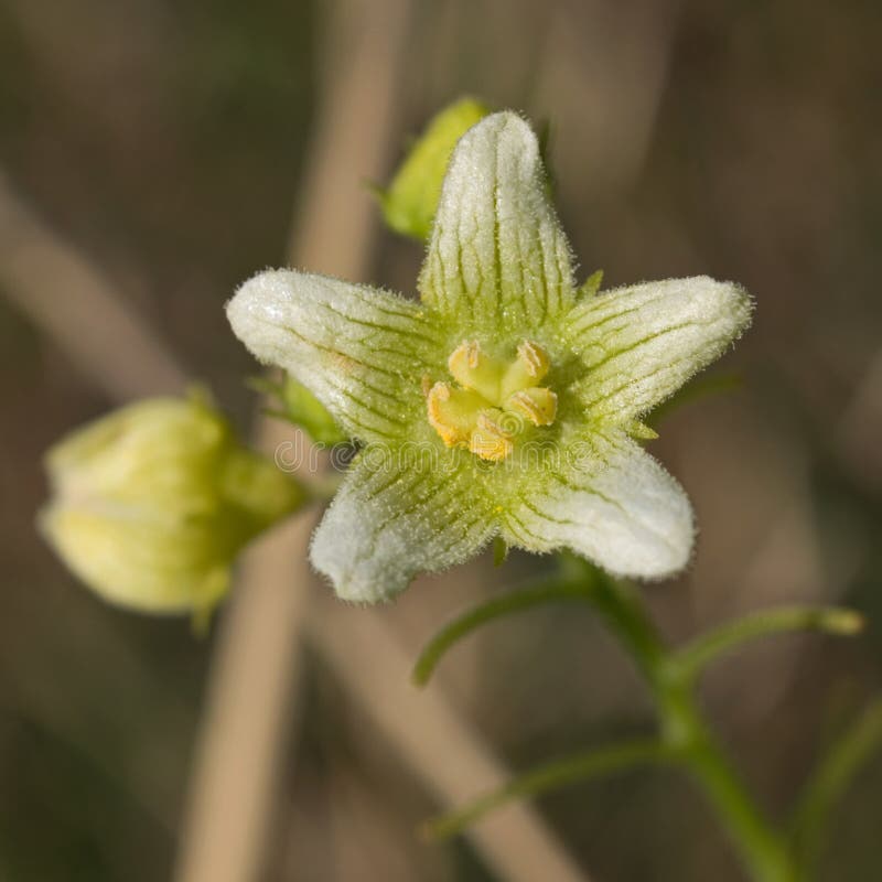 White bryony flower stock image. Image of plant, bryonia - 13590607