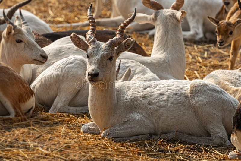 A White Buck Looking Strait Stock Image - Image of beautiful, portrait ...