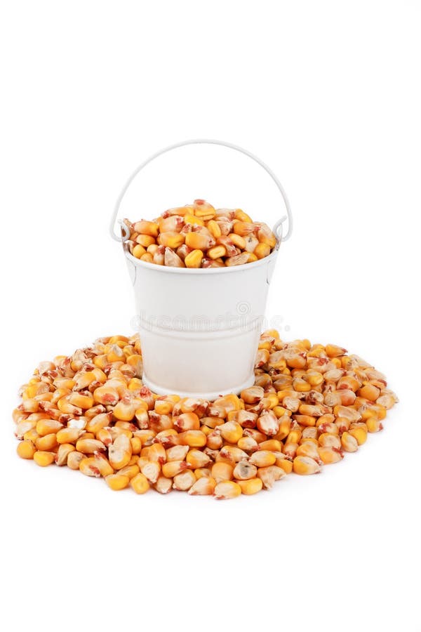 White Bucket Full of Corn, Stands on a Heap Corn Stock Image - Image of ...