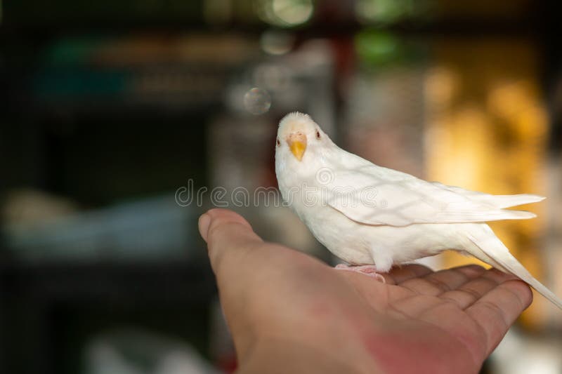 White Budgerigar stock photo. Image of feather, birdcage - 281736472