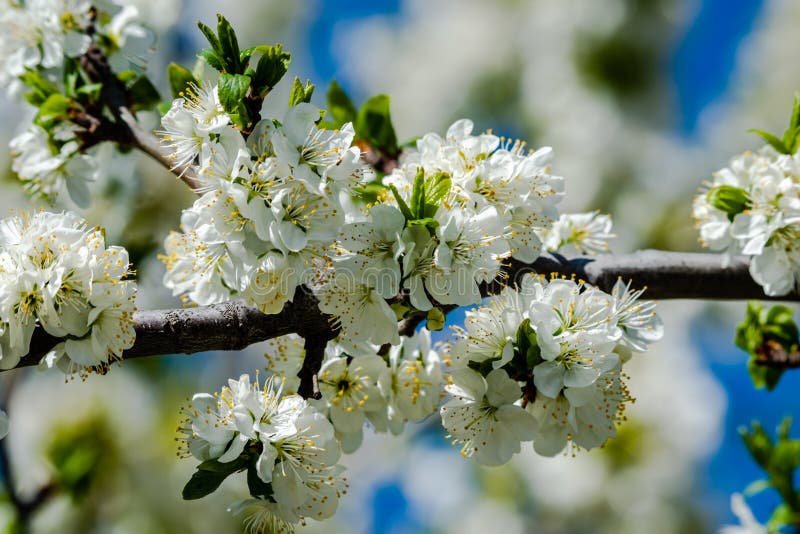White Buds of the Apple Tree Stock Photo - Image of beautiful, growth ...