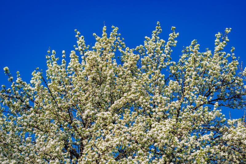 White Buds of the Apple Tree Stock Photo - Image of bloom, cherry ...