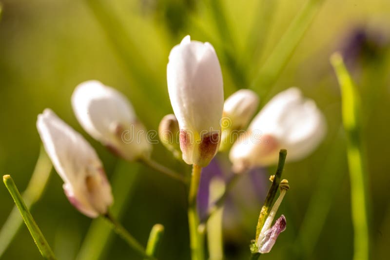 White Buds Begin To Open in Early Spring Stock Image - Image of nature ...