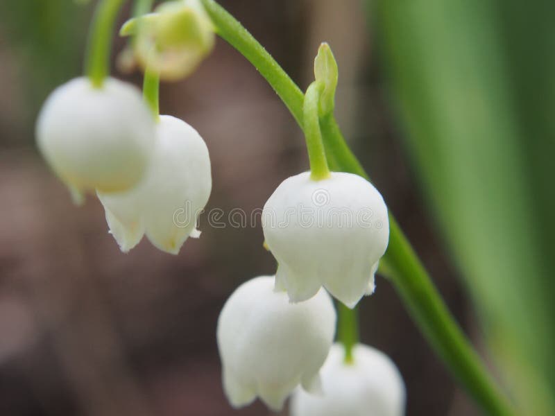 White Buds of Lilies of the Valley. Wild Forest Spring Flowers Stock ...