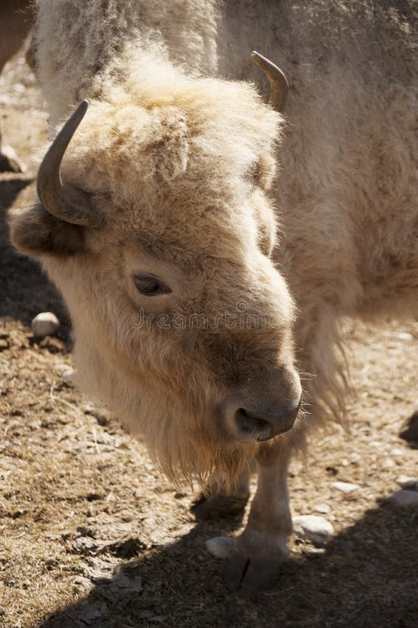 White Buffalo stock image. Image of rare, sacred, wild - 50993737