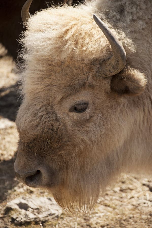 White Buffalo stock image. Image of bison, field, animal - 2387353