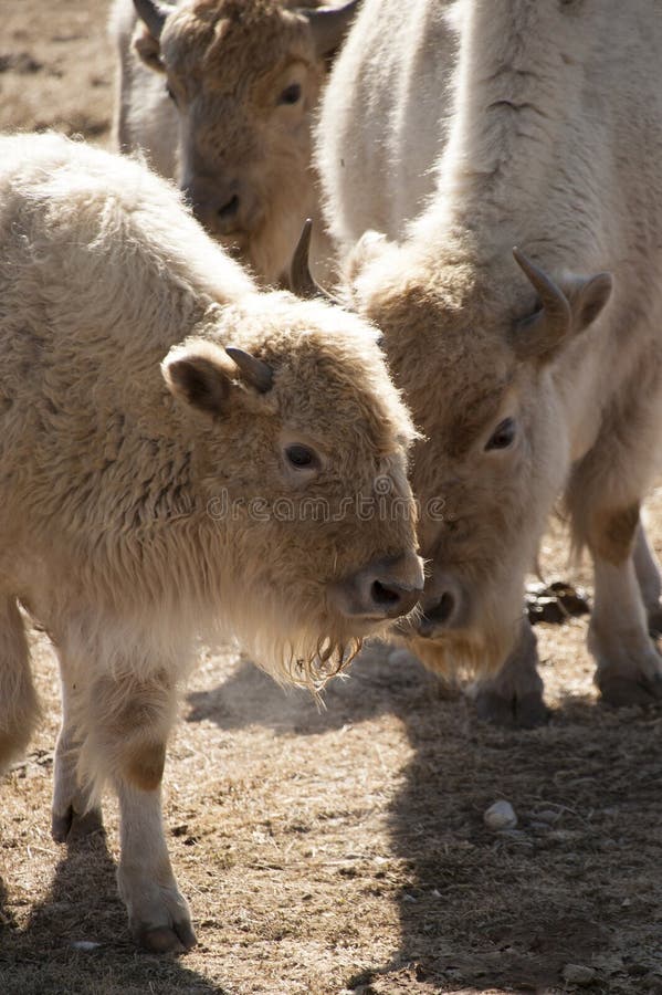 White Buffalo stock image. Image of bison, herd, nature - 50995481