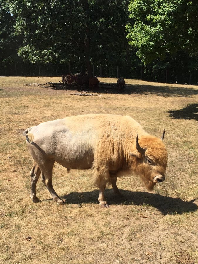 White buffalo stock image. Image of bison, great, rare - 81669283
