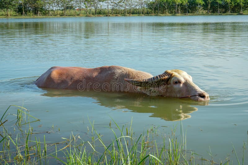 White Buffalo Plays in the Lake. Buffalo Swimming in the Natural Stock ...