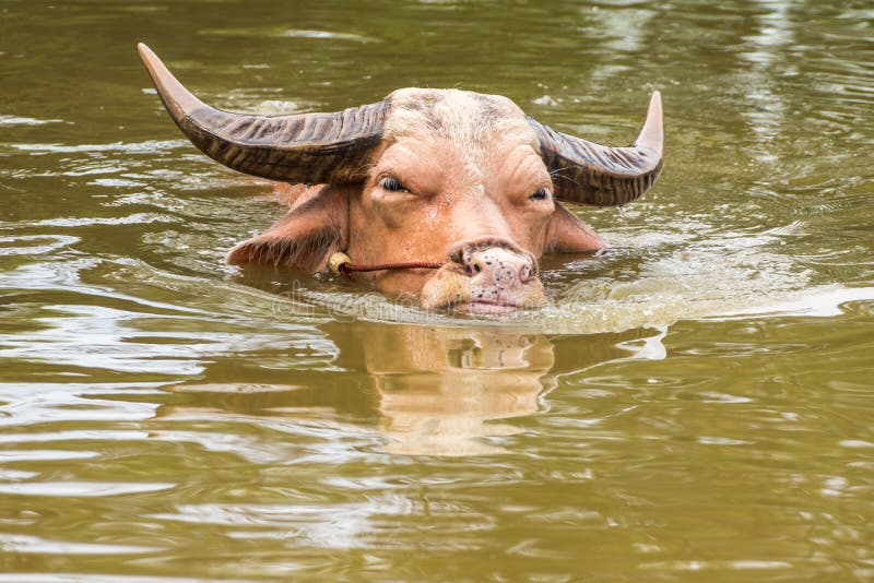 White buffalo in swamp stock photo. Image of agriculture - 89512686