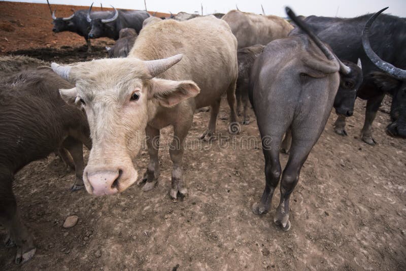 The white Buffalo stock image. Image of fields, happy - 58197967