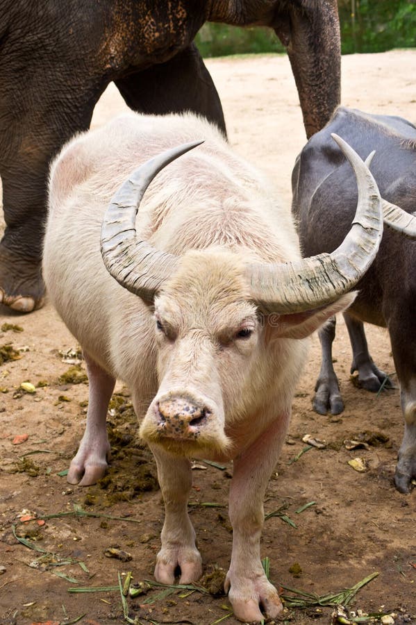 White buffalo stock photo. Image of african, bonasus - 31048536