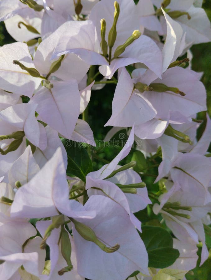 The white bugenvil flowers stock photo. Image of bugenvil - 268416886