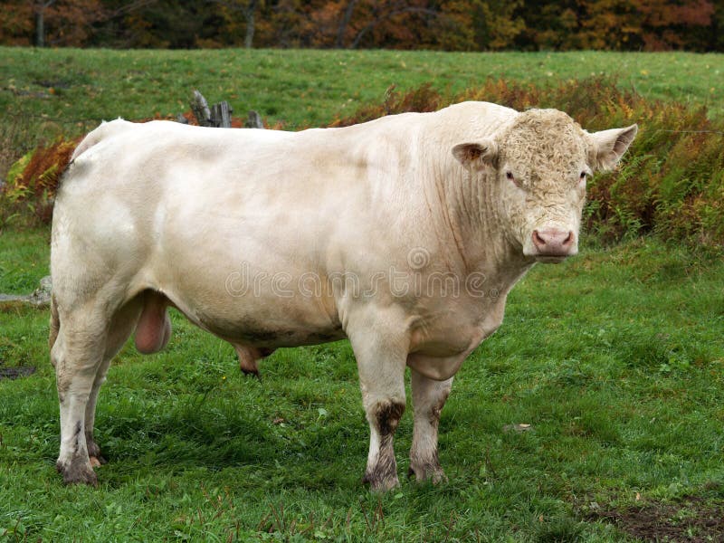 White Bull stock image. Image of strong, strength, immense - 5565301