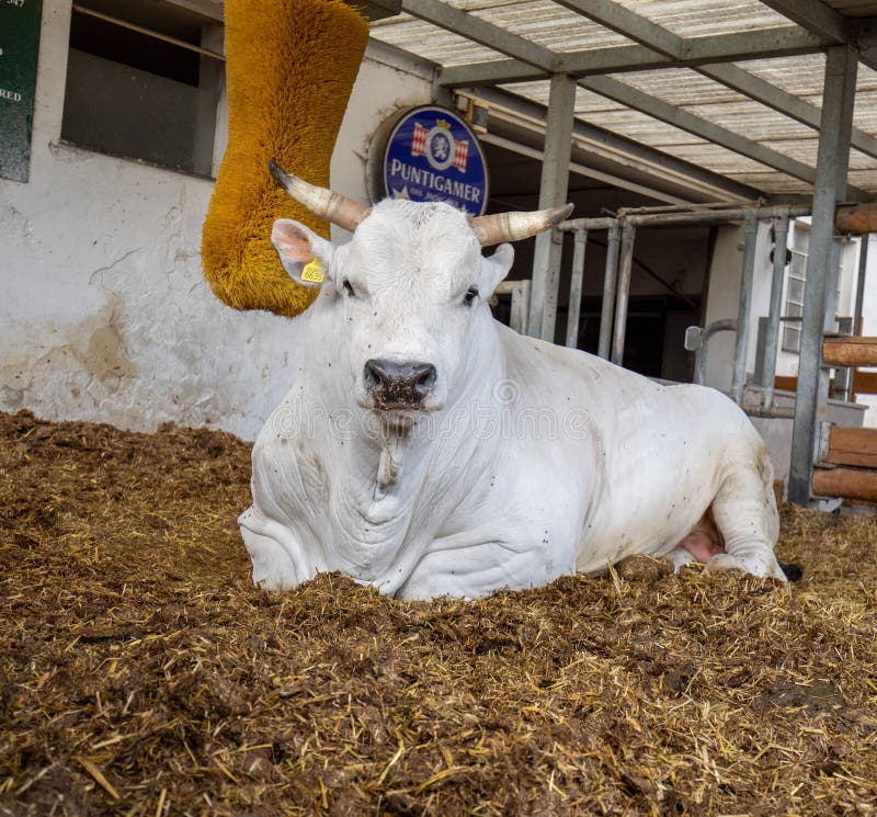 White Bull Statue at Aramac Called Stayabull Editorial Photo - Image of ...