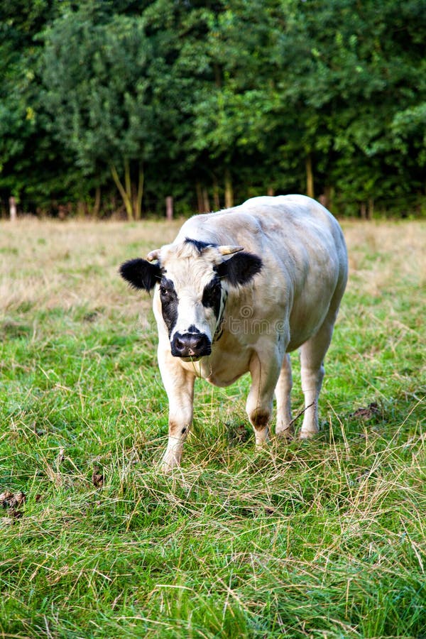 White Bull with Black Spot on Head Stock Image - Image of hoof, calf ...