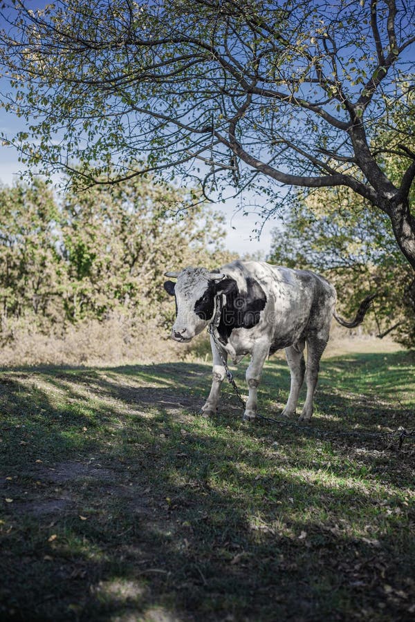 A White Bull with Black Spots Grazes on the Lawn Stock Photo - Image of ...