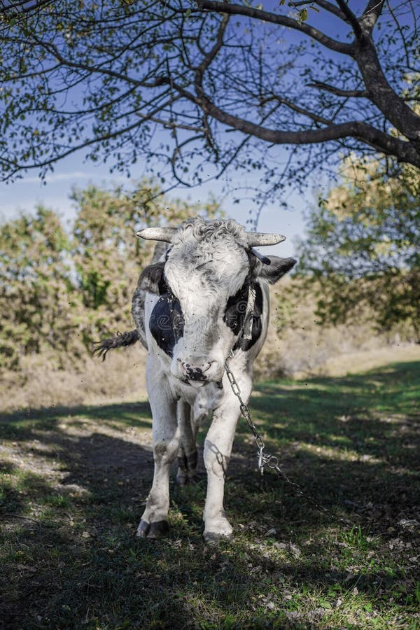 A White Bull with Black Spots Grazes on the Lawn Stock Image - Image of ...