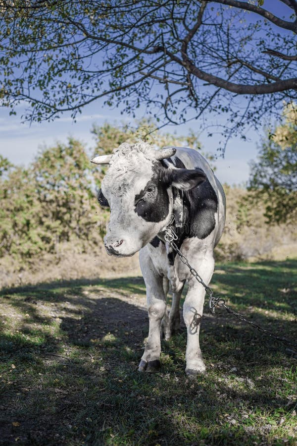 A White Bull with Black Spots Grazes on the Lawn Stock Photo - Image of ...