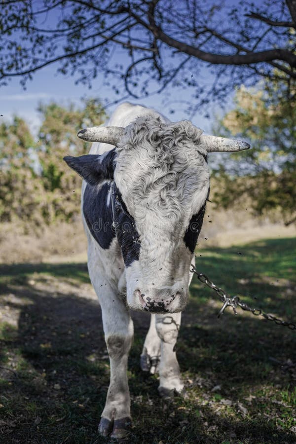 A White Bull with Black Spots Grazes on the Lawn Stock Photo - Image of ...