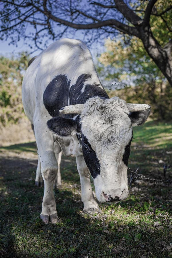 A White Bull with Black Spots Grazes on the Lawn Stock Photo - Image of ...