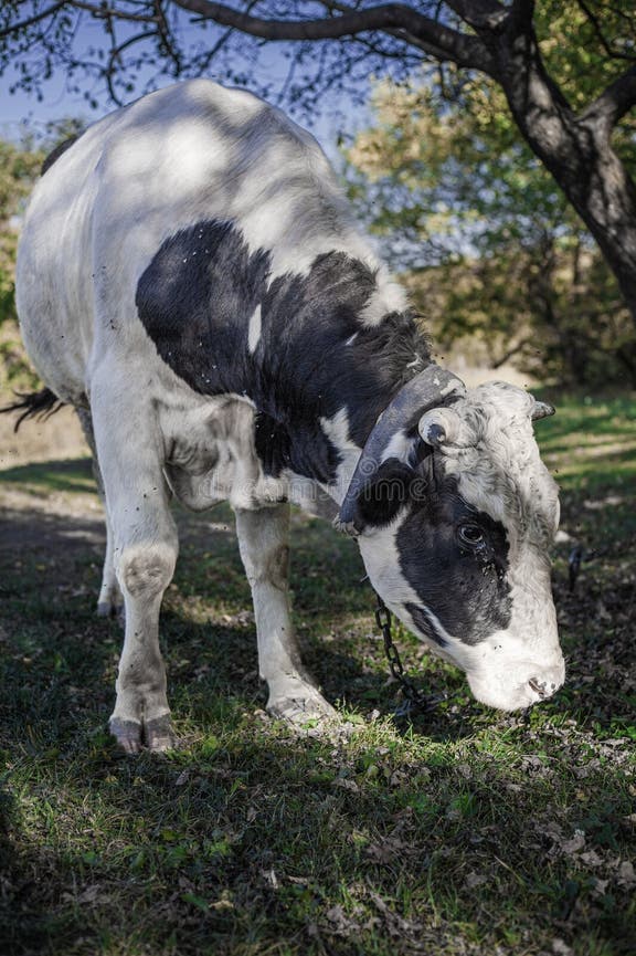 A White Bull with Black Spots Grazes on the Lawn Stock Photo - Image of ...