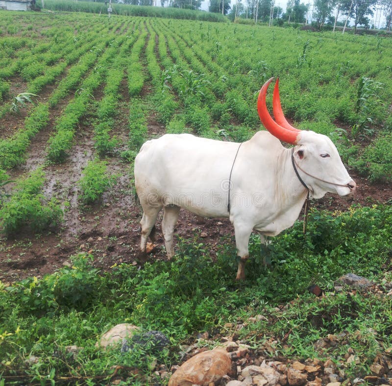 White Bull stock photo. Image of animals, bulls, mammals - 98931664