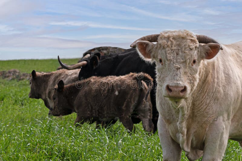 White Bull of the Charolais Breed in the Field Stock Photo - Image of ...