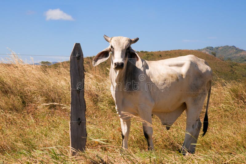 320+ White bull farm Free Stock Photos - StockFreeImages