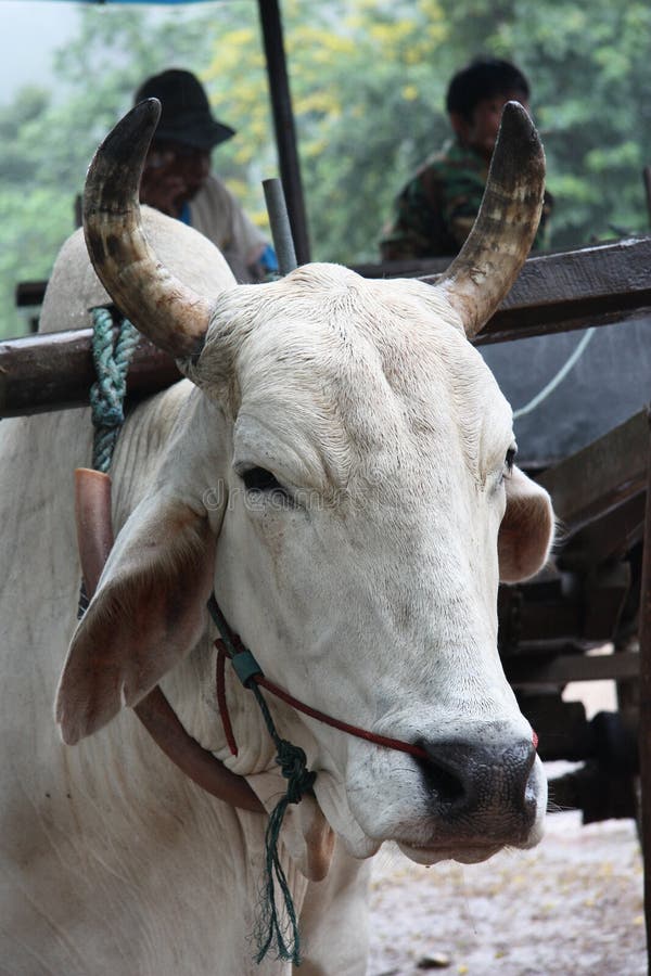 161 Mule Pulling Stock Photos - Free & Royalty-Free Stock Photos from ...