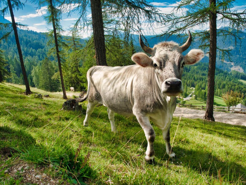 White Bull in the Field Looking Stock Image - Image of rural, grass ...