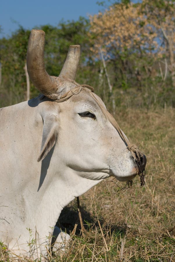 White Bull Head Closeup (I) Stock Photo - Image of mammal, strong: 13604206
