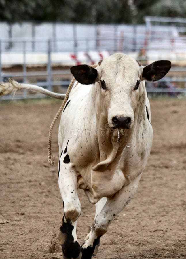 468 Brahma Bull Stock Photos - Free & Royalty-Free Stock Photos from ...