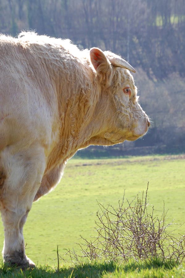 Bull standing in a Field stock photo. Image of livestock - 5999848